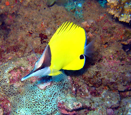 Poisson pincette jaune - photo plongée Madagascar
