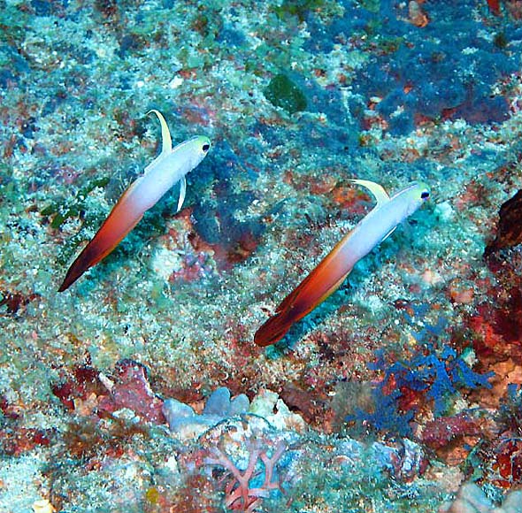 Gobies de feu - photo plongée Madagascar