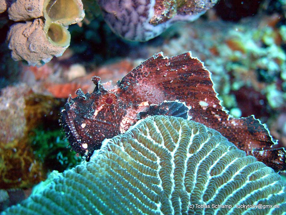 brown scorpion leaf fish - photo diving Madagascar
