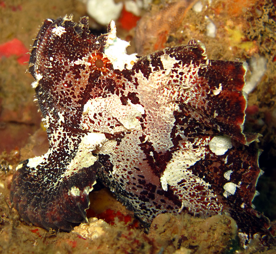 Poisson scorpion feuille pourpre et blanc - photo plongée Madagascar