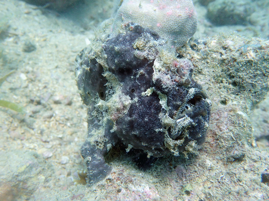 Poisson grenouille ou crapaud, géant ou peint? - photo plongée Madagascar