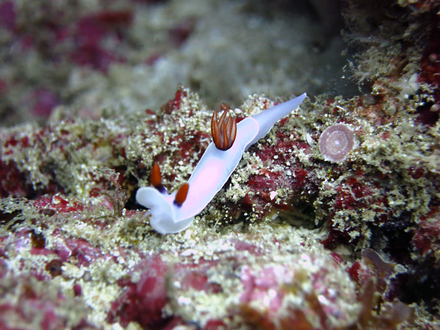 Hypselodoris bullockii - photo plongée Madagascar