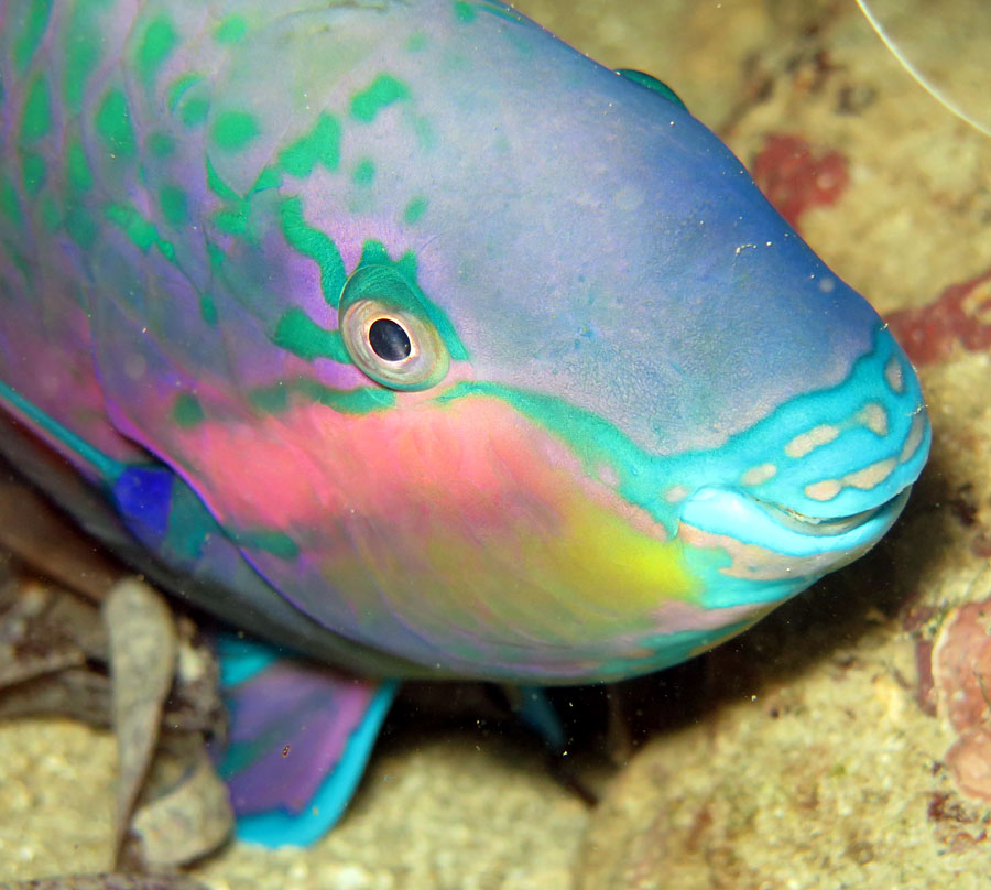 Photo 1088 Plongée Madagascar Scarus ghobban?...